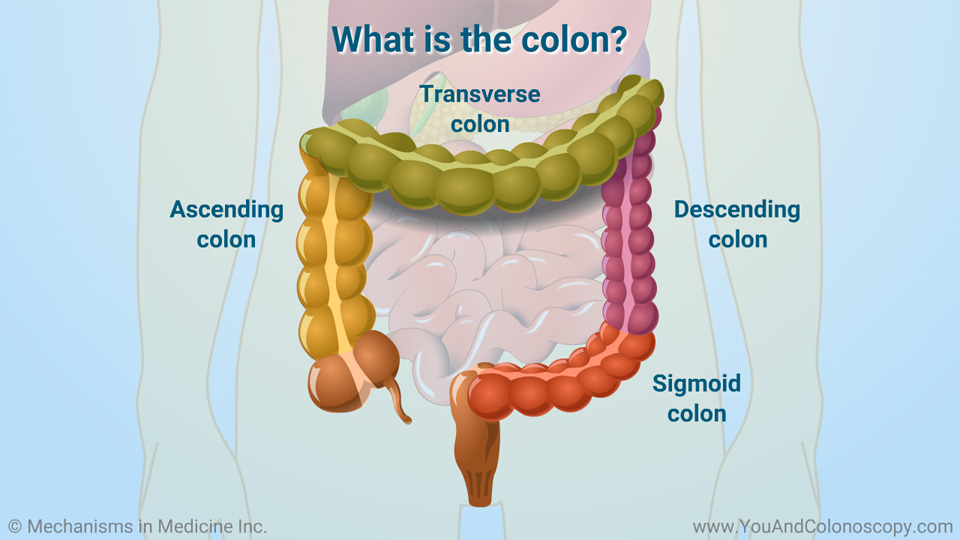 What is a colonoscopy and how do I prepare for it?